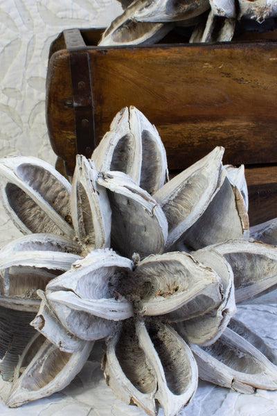 Star Pod - White Wash